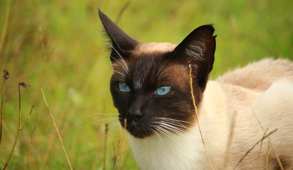Breed Spotlight- The Blue Eyed Siamese Cat | PetVetOasis